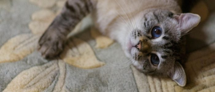 Suburban Pets - #1 Long Island Rated Dog Walking and Pet Sitting Service