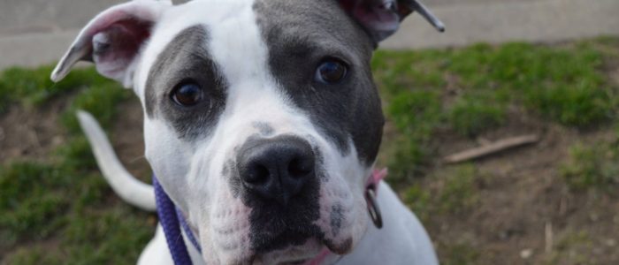 Suburban Pets - #1 Long Island Rated Dog Walking and Pet Sitting Service