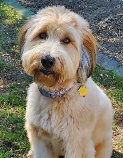 #1 Long Island Dog Walking & Pet Sitting Services | Suburban Pets