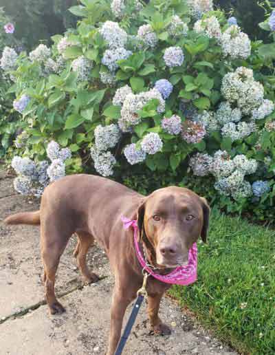 #1 Long Island Dog Walking & Pet Sitting Services | Suburban Pets